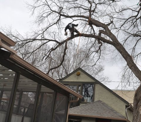 Firewood, Pruning, Stump & Tree Removal - Tilly's Tree Services Inc ...